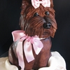 Yorkie Dog Cake - CakeCentral.com