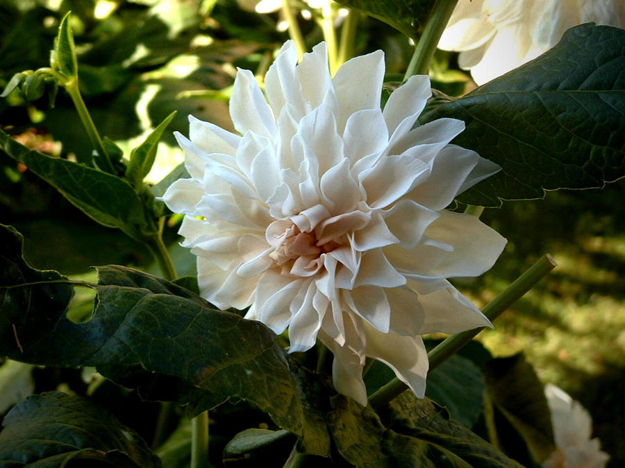 Gumpaste Dahlia CakeCentral gumpaste-dahlia-cakecentral