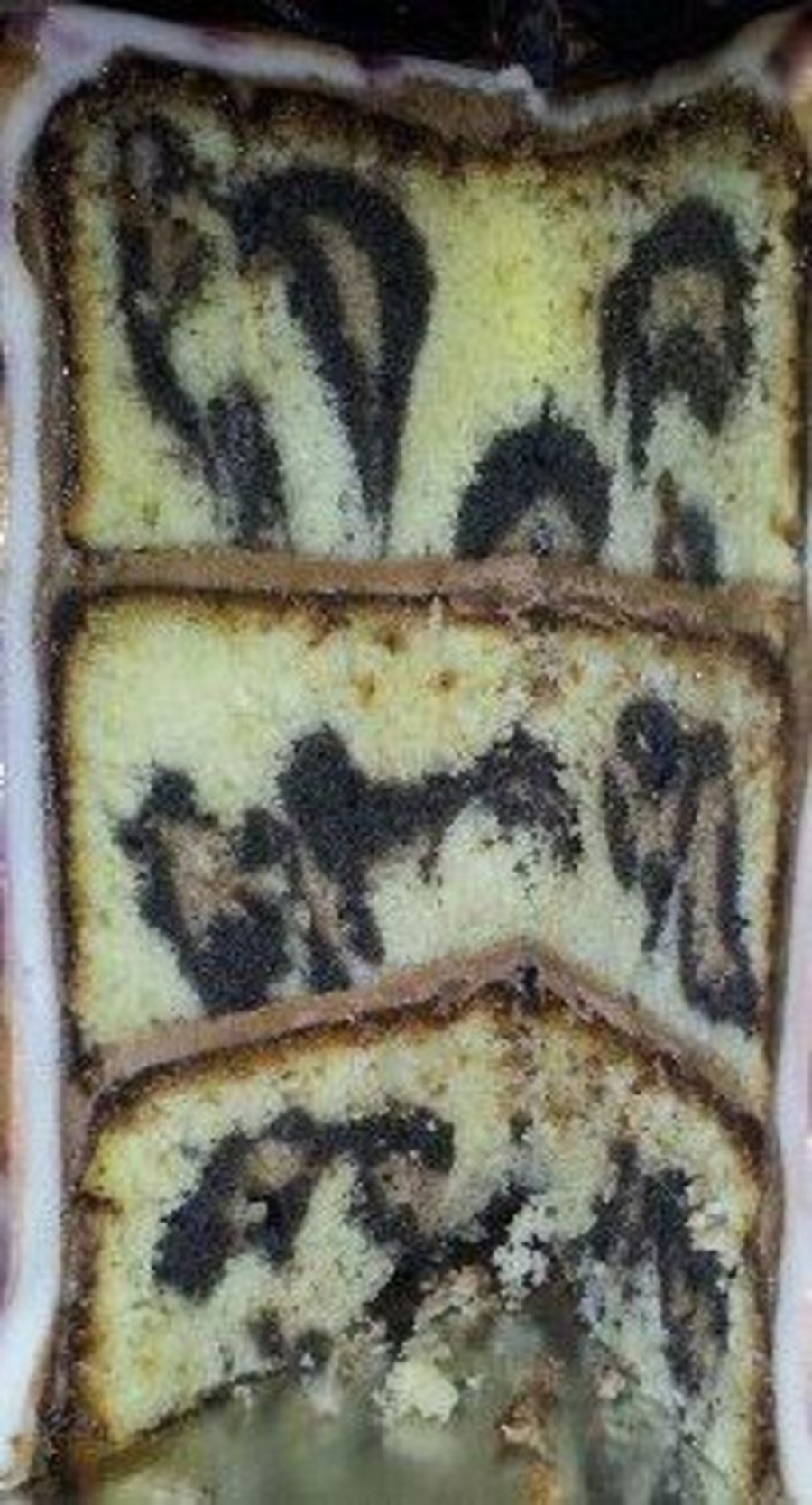 Zebra & Leopard - CakeCentral.com