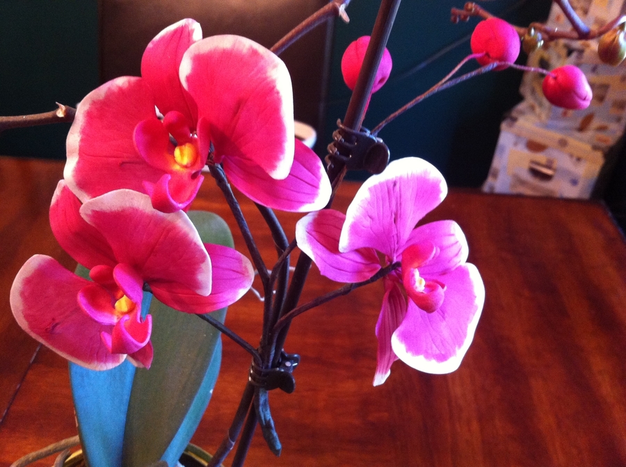 Moth Orchid - CakeCentral.com