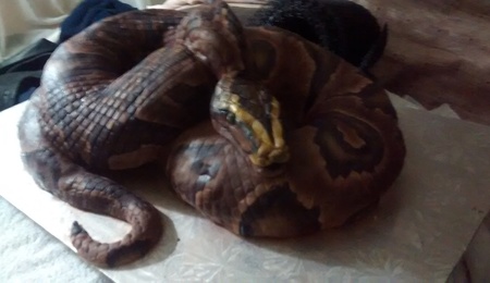 Finished Ball Python Cake - CakeCentral.com